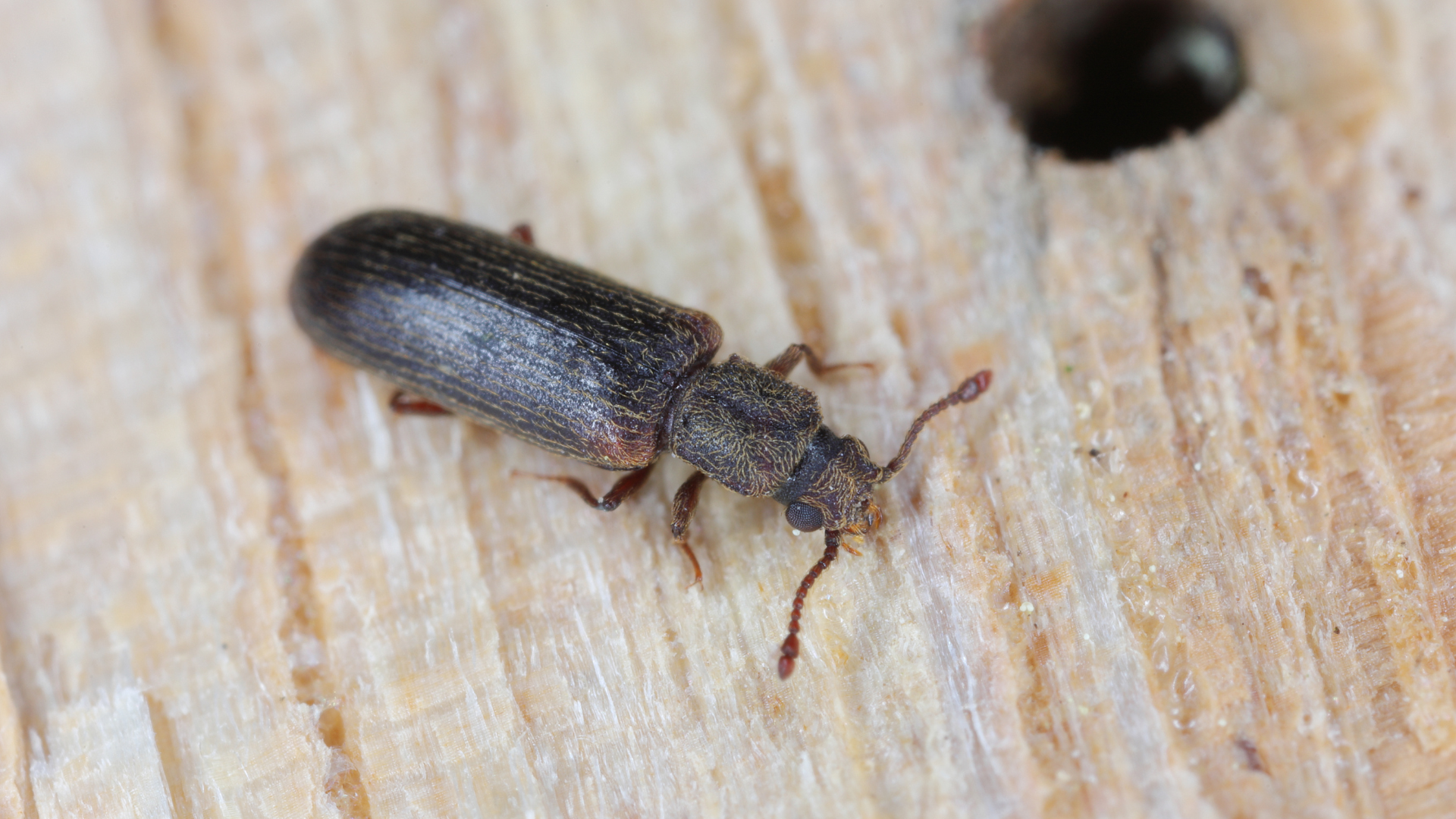It’s wood worm season! Let’s get your timber protected - Property ...