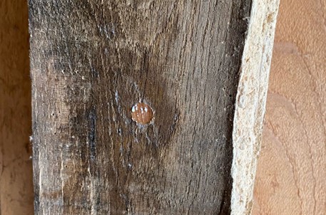 It’s wood worm season! Let’s get your timber protected - Property ...