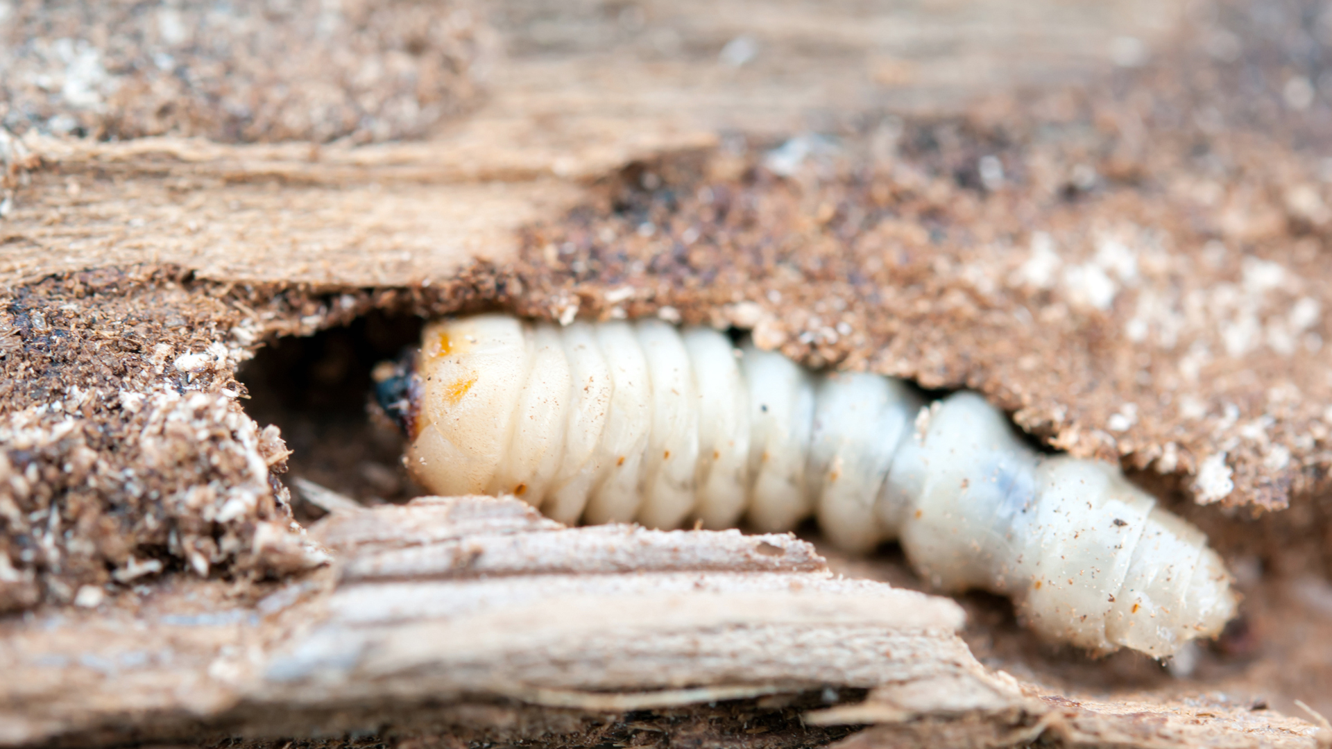 It’s wood worm season! Let’s get your timber protected - Property ...